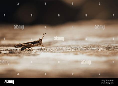 Close Up Of An Grasshopper Sitting On A Step Stone In A Temple Site