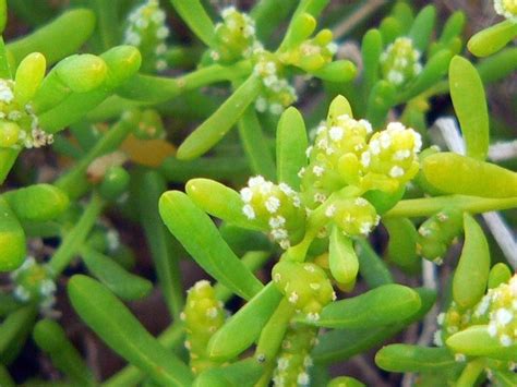 Batis Plant Alchetron The Free Social Encyclopedia