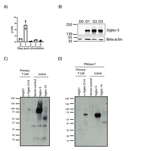 Verification Of Siglec 5 Expression In T Cells A Cd3 T Cells Were