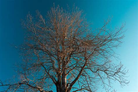 Naked Aspen Tree In The Evening Light Stock Photo Image Of Kveldslys Tremula