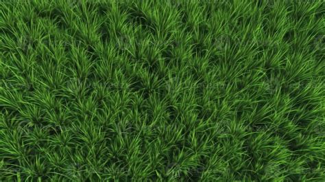 Grass Green Field Texture Generate Ai 22389795 Stock Photo At Vecteezy
