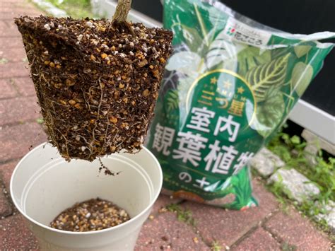 【ダイソー観葉植物】300円の実生ウンベラータ植え替え。2ヶ月で約5センチ成長しました。 Takeblog┃たけぶろぐ