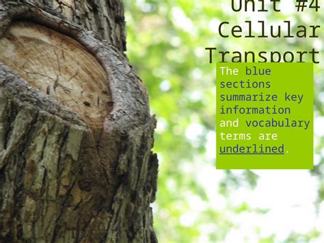 Ppt Unit 4 Cellular Transport The Blue Sections Summarize Key Information And Vocabulary