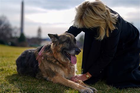 Día Mundial Del Perro Adoptado Claves Para Generar Conciencia En La