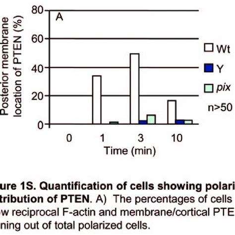 Regulation Of Pten Localization A Distribution Of Pten Active Rhoa