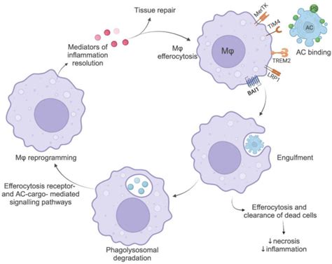 Efferocytosis In Liver Disease Jhep Reports