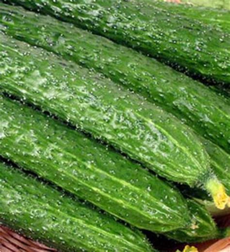 Japanese Cucumber Seeds 20pcs Free Shipping Up To 70 Off