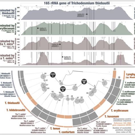 Hybrid Phylogeny Of The 16s Rrna Gene Of Trichodesmium Species Using Download Scientific