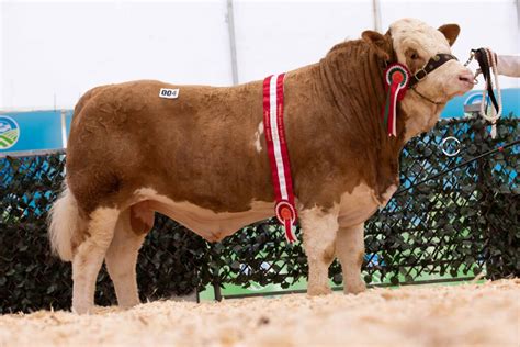 Simmental Females In Big Demand At Swatragh With 4400gns Drumagarner Michelle Leading The Way