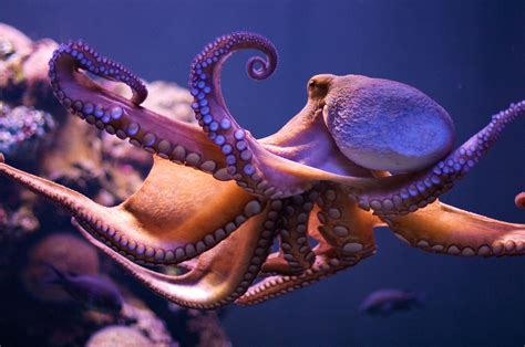 為何不問問神奇的章魚保羅？關於章魚的二三事 Pansci 泛科學