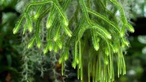 Huperzine A Huperzia Serrata Leaf Extract