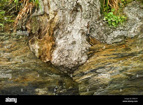 Tree Roots Growing Through Rock Hi Res Stock Photography And Images Alamy