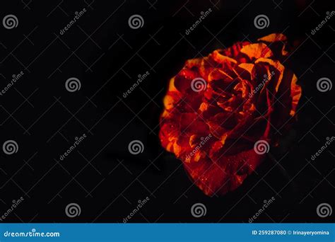 Dark Moody Flowers Red Roses Background Dark Floral Rose Banner Stock