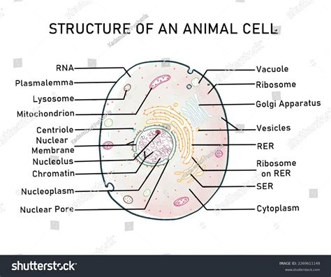 Nuclear Membrane Function