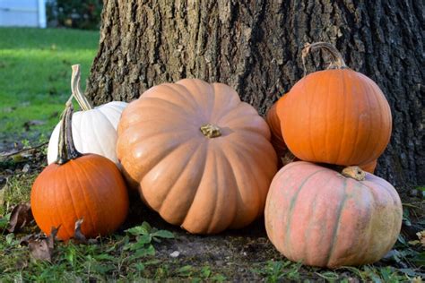 How To Prune And Pinch Pumpkins To Stop Them Taking Over Your Garden