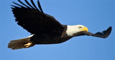 Poto Gambar Burung Rajawali Mengenal Burung Elang Ciri Ciri Dan Jenis
