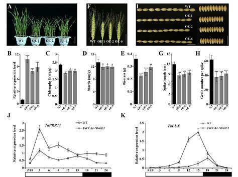Figure 1 From The Central Circadian Clock Protein Tacca1 Regulates