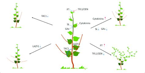 Regulation Of Crown Architecture In Trees Diagram In The Middle Regulation Of Crown Architecture In Trees Diagram In The Middle