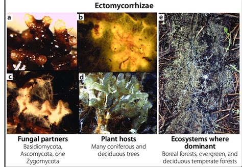 Ectomycorrhizal Frontiers Recent Insights On Biological And