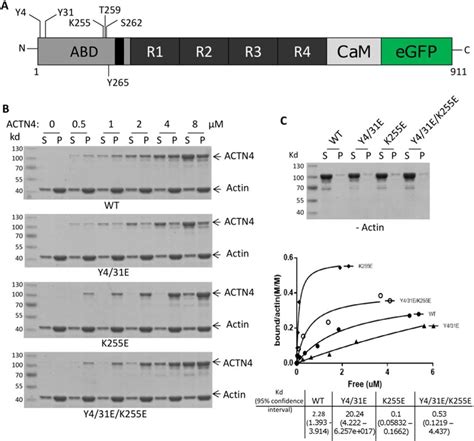 K255e Actn4 Actin Binding Is Modulated By The Amino Terminus A Download Scientific Diagram
