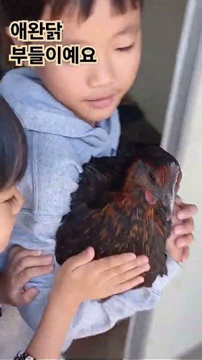 애완닭 부들이 Youtube