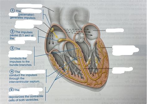Intrinsic Conduction System Diagram Quizlet