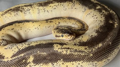 Ball Python Life Cycle What To Expect At Every Stage Learn