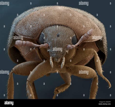 Brown Carpet Beetle Attagenus Smirnovi Coloured Scanning Electron