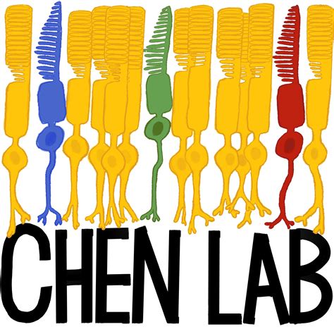 Home Chen Vision Lab Washington University In St Louis