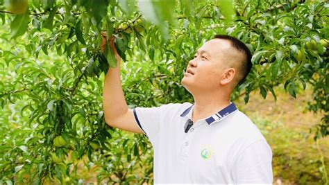 国投罗钾种植前线罗布泊硫酸钾赋能蜂糖李产业共赴甜蜜之约 人民经济网