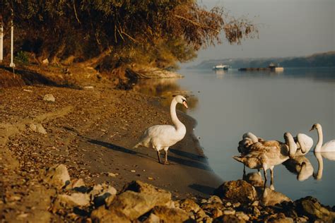 Gambar Gratis Burung Burung Keluarga Angsa Senja Kawanan Sungai Berbatu Tepi Sungai