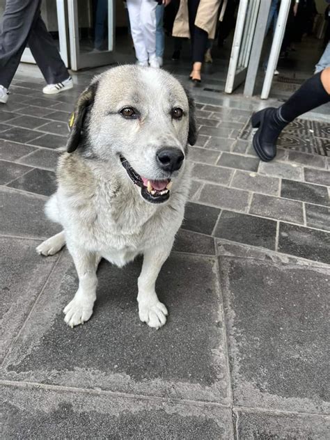 თავისუფლების მოედნის ძაღლები Facebook