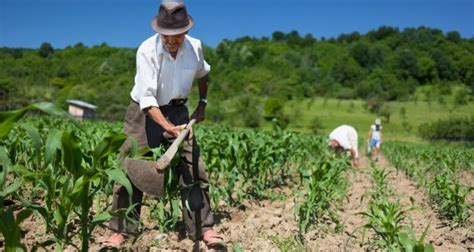 10 Herramientas Que Se Utilizan En La Agricultura Colombia Verde