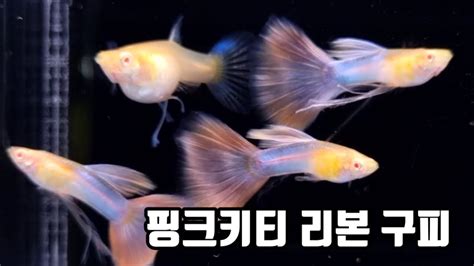 알비노 아쿠아마린 핑크테일 리본 구피 쇼구피 희귀구피 Youtube
