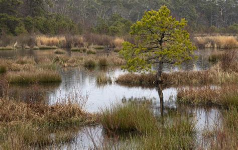 How And Where To Take Great Pine Barrens Photography Guide And Gallery