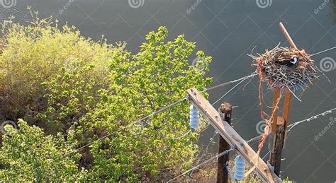 Osprey Nesting In A Flooded Landscape Stock Image Image Of Nature