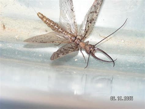 Male Dobson Fly Corydalus Cornutus Bugguidenet