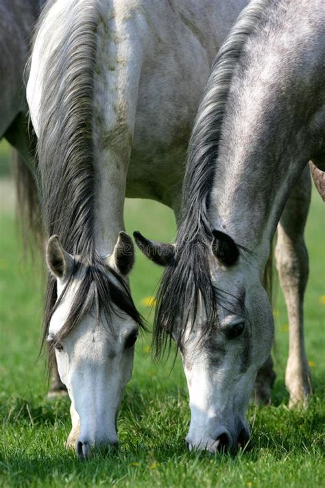 Dois Cavalos Que Pastam Em Um Pasto Foto De Stock Imagem De Nave