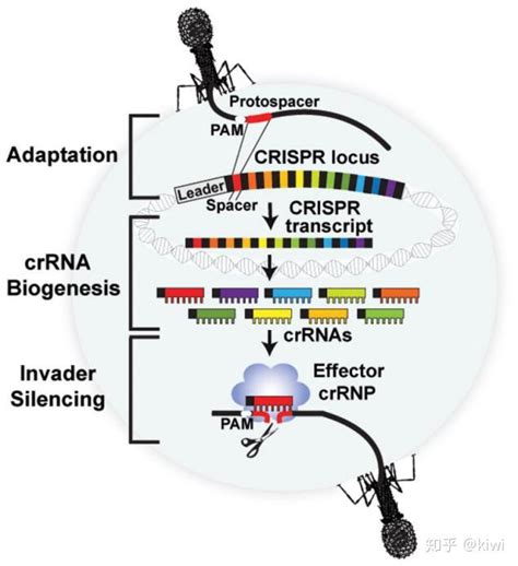 基因编辑婴儿事件分析 知乎
