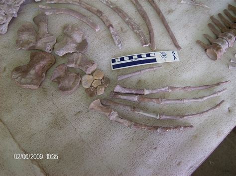 Forelimb Member Collections The Fossil Forum
