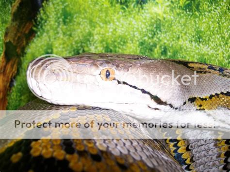 Variences In Reticulated Python Eye Colour Reptile Forums