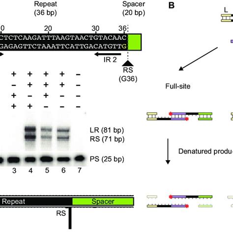 Specific Pre Spacer Integration By Cas1 Cas2 Into Linear Dsdna Targets Download Scientific