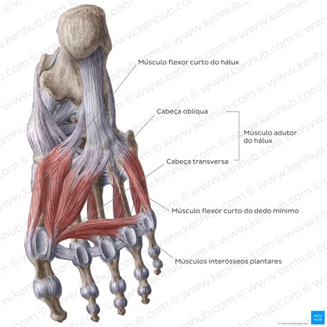 Anatomia Do Pé Ligamentos Nazaedu