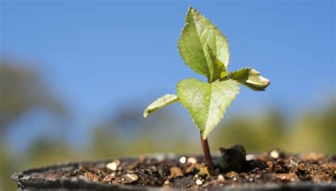 Apple Seedling