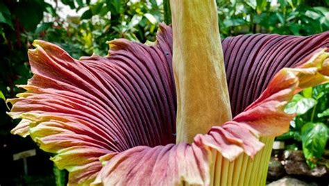 Corpse Flower The Intriguing Smell And Pollination Process