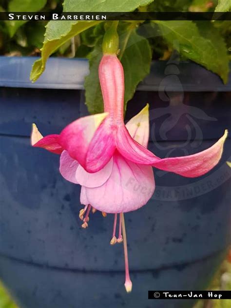 Steven Barberien Fuchsiafinder