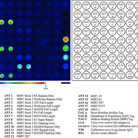 A Microarray Immunoassay For The Simultaneous Detection Of Antibodies Download Scientific
