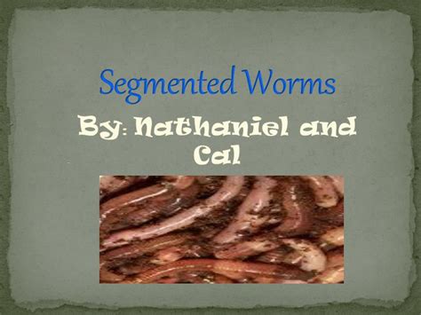 Ppt Segmented Worms Powerpoint Presentation Free Download Id 2715296
