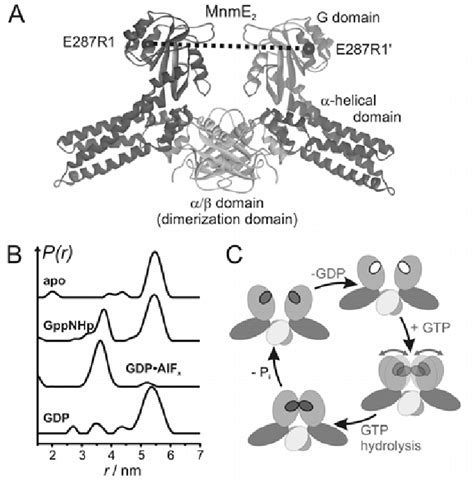 G Domain Dimerization Of Mnme Monitored By Deer A Structural Model Download Scientific