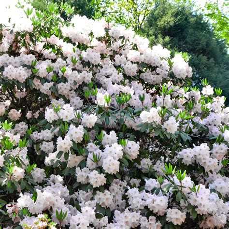 Autumn Lily Encore Azalea